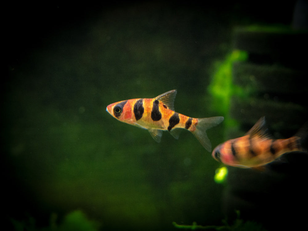 Snakeskin Rhombo Barb (Desmopuntius rhomboocellatus) - Aquatic Arts