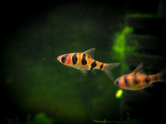 Snakeskin Rhombo Barb (Desmopuntius rhomboocellatus) - Aquatic Arts