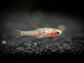 Strawberry Rasbora (Boraras naevus) - Aquatic Arts
