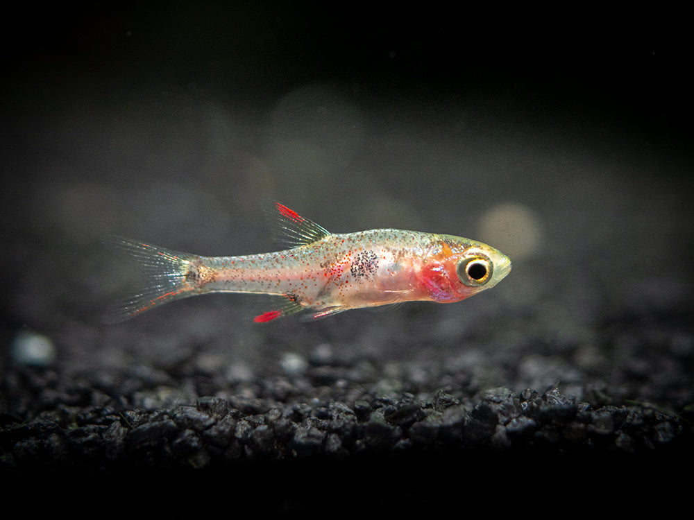 Strawberry Rasbora (Boraras naevus) - Aquatic Arts