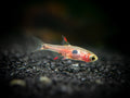 Strawberry Rasbora (Boraras naevus) - Aquatic Arts