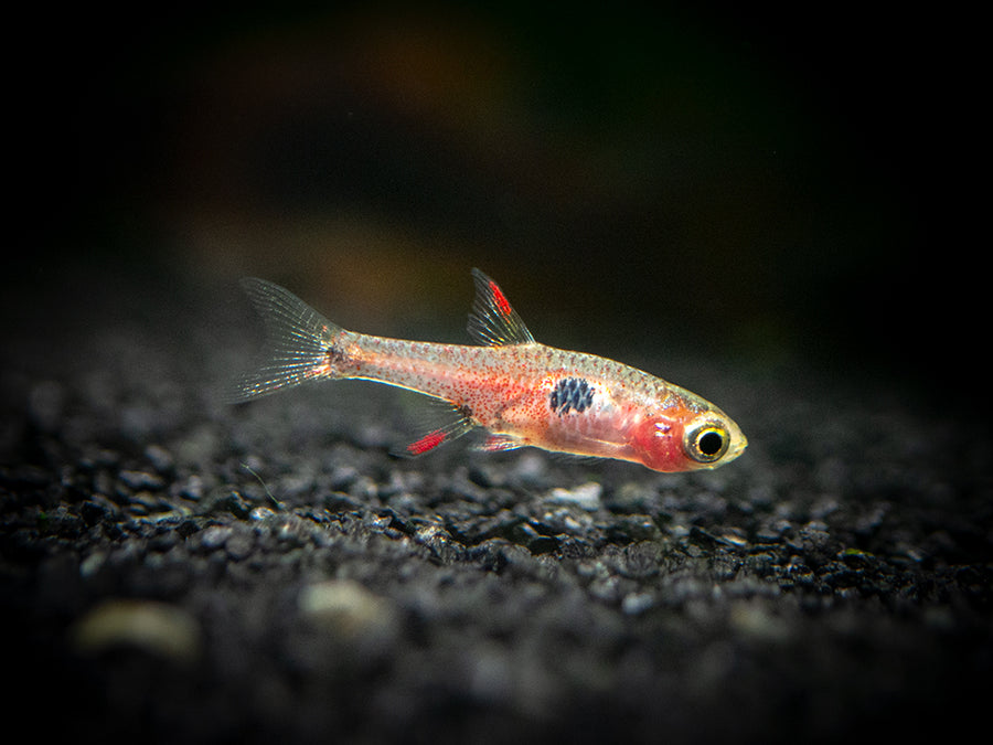 Strawberry Rasbora (Boraras naevus) - Aquatic Arts