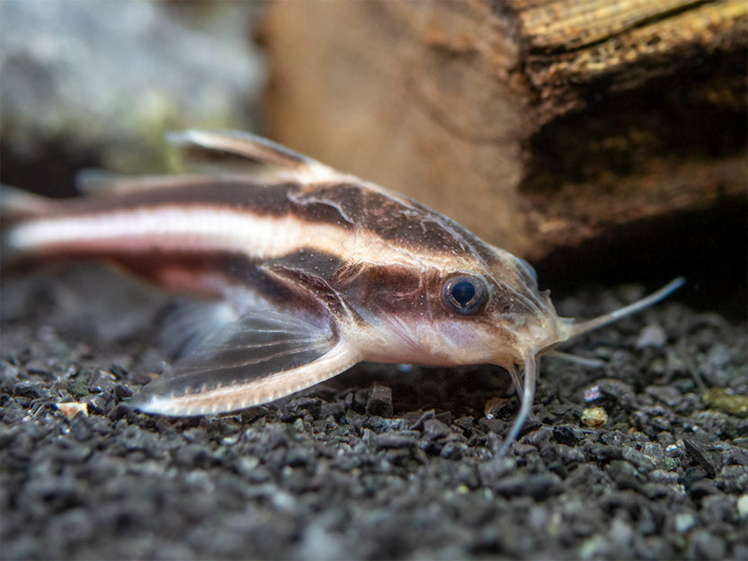 Striped Raphael Catfish (Platydoras armatulus) - Aquatic Arts