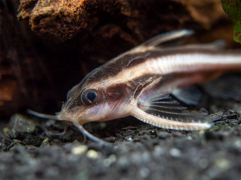 Striped Raphael Catfish (Platydoras armatulus) - Aquatic Arts