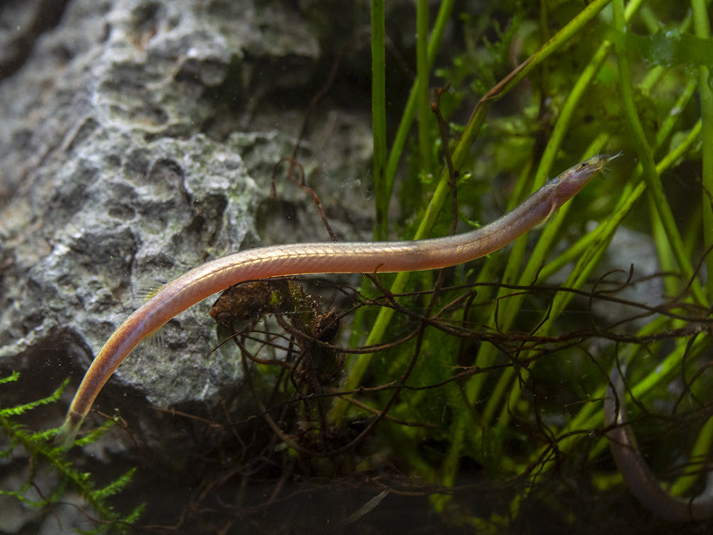 Sumatran Neon Loach (Pangio bitaimac) - Aquatic Arts
