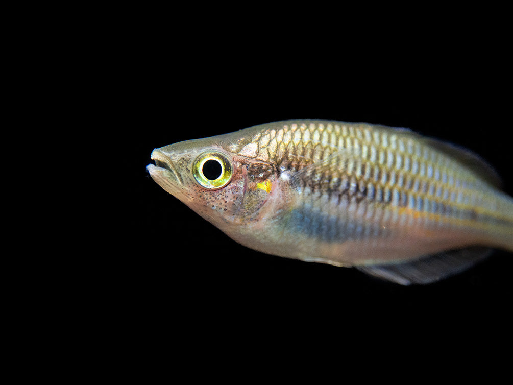 Lake Kurumoi Sunset Rainbowfish (Melanotaenia parva) - Aquatic Arts