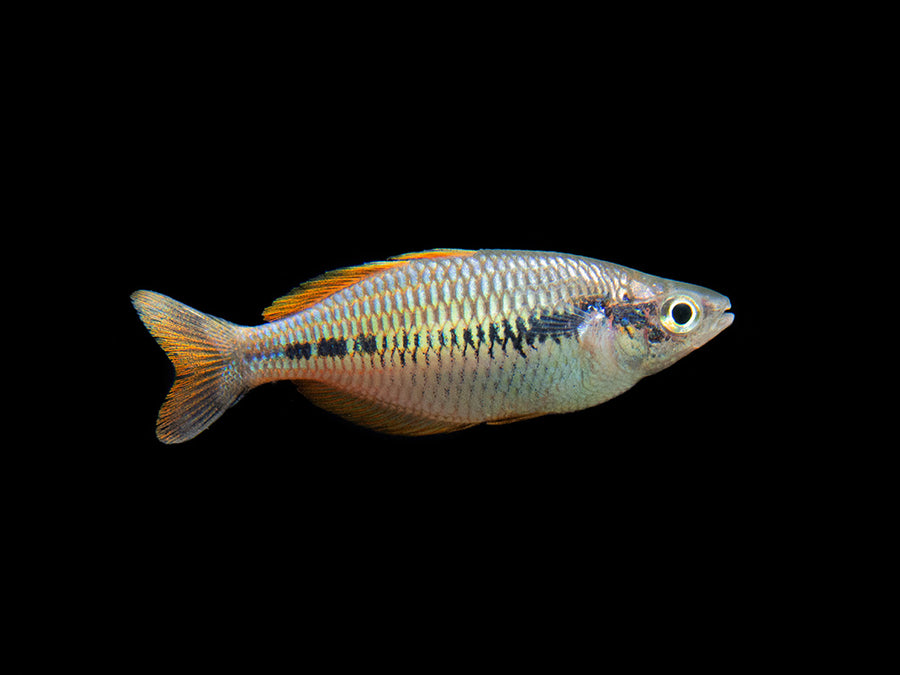 Lake Kurumoi Sunset Rainbowfish (Melanotaenia parva) - Aquatic Arts