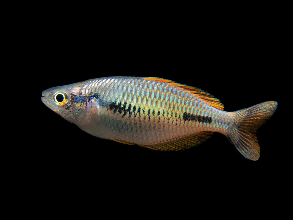 Rainbowfish – Aquatic Arts