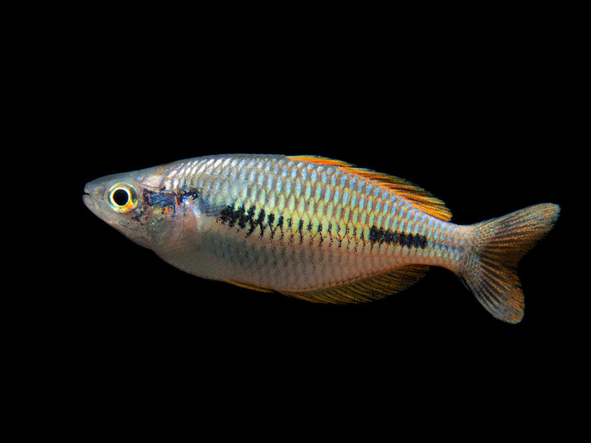 Rainbowfish – Aquatic Arts