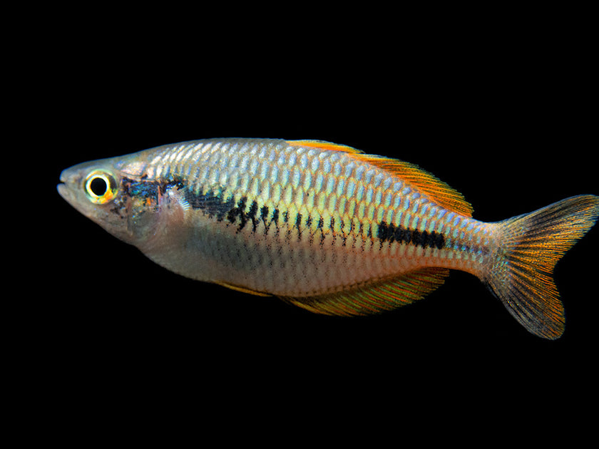Shrimp Safe Fish (large shrimp only) – Aquatic Arts