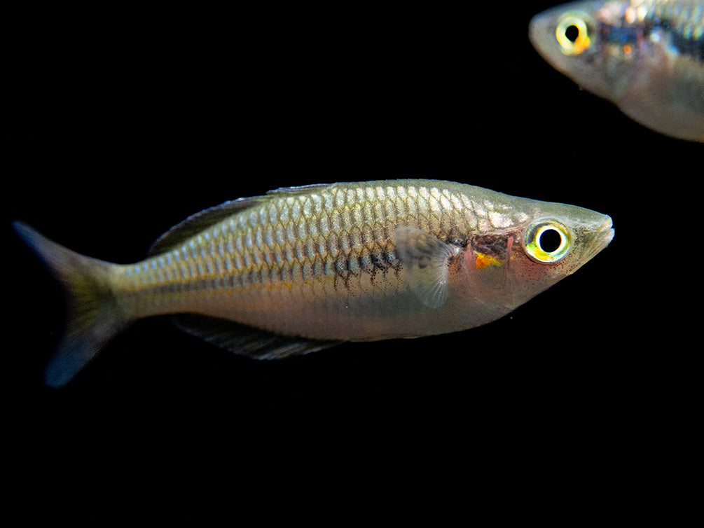 Lake Kurumoi Sunset Rainbowfish (Melanotaenia parva) - Aquatic Arts
