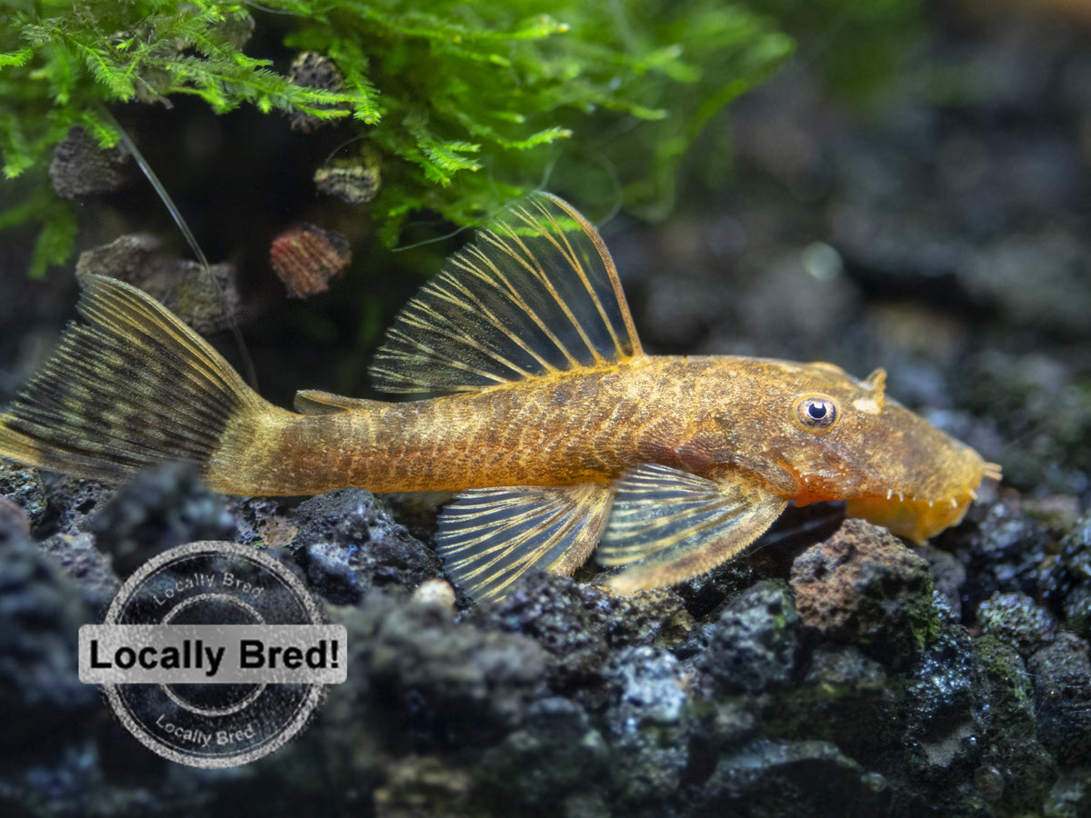 Super Red Calico Bristlenose Pleco Locally Bred - Aquatic Arts