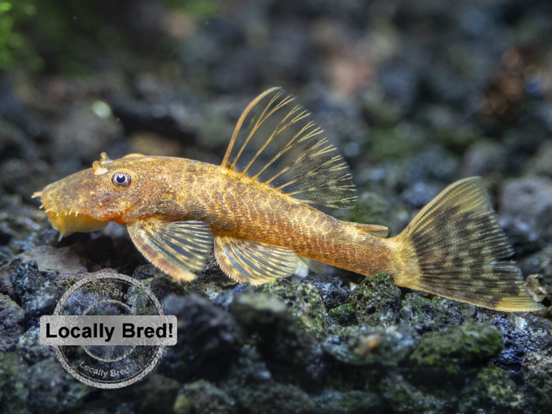 Super Red Calico Bristlenose Pleco Locally Bred - Aquatic Arts
