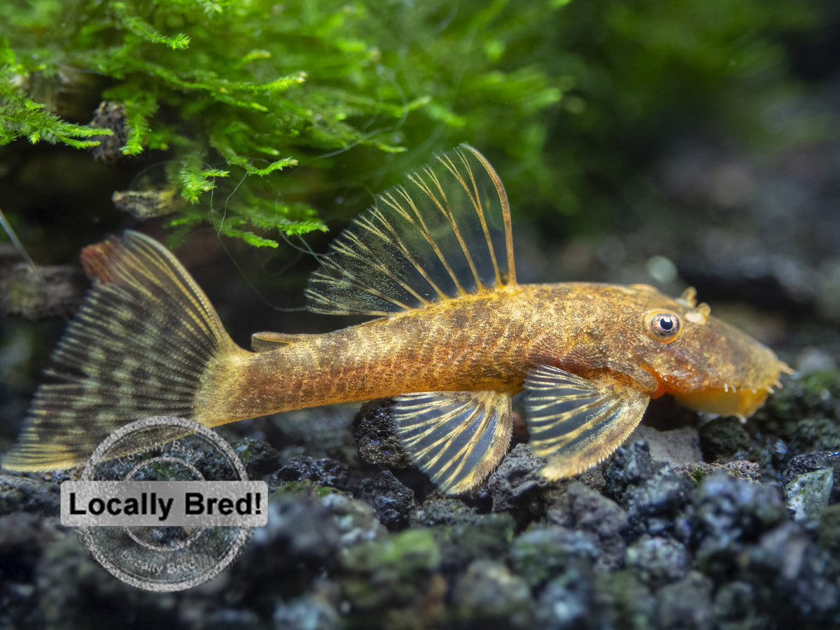 Super Red Calico Bristlenose Pleco Locally Bred - Aquatic Arts