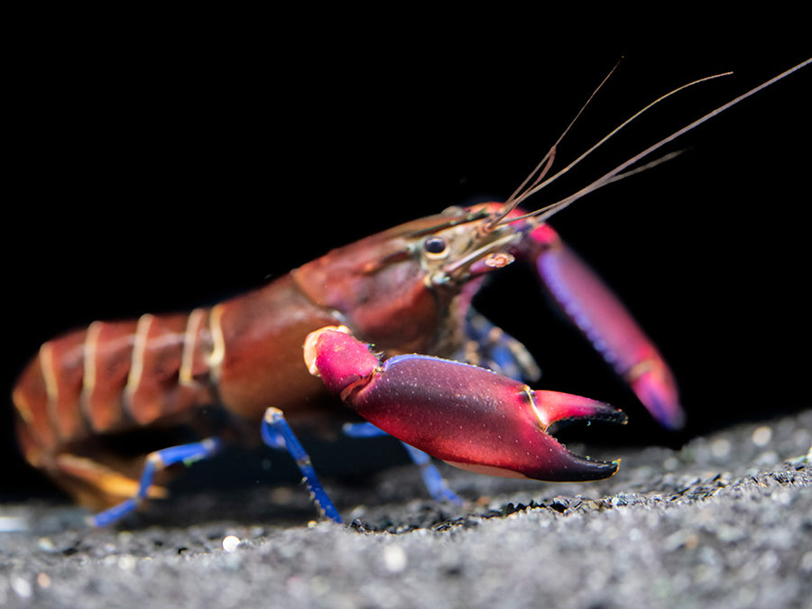 Super Red Crayfish (Cherax boesemani) - Aquatic Arts