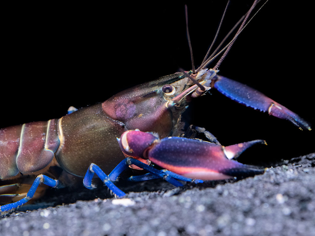 Super Red Crayfish (Cherax boesemani) - Aquatic Arts on sale today for ...