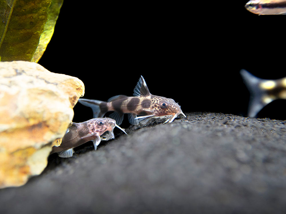 Valentine Catfish (Synodontis decorus x multipunctatus) - Aquatic Arts ...
