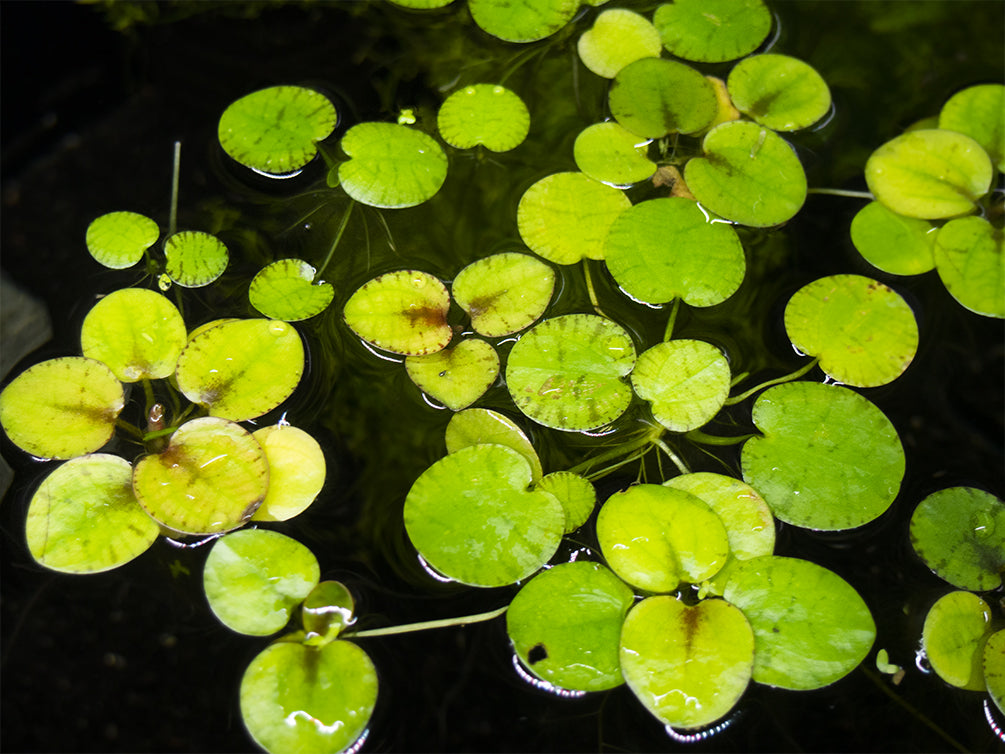Locally Grown Tiger Striped Amazon Frogbit - Aquatic Arts on sale today ...