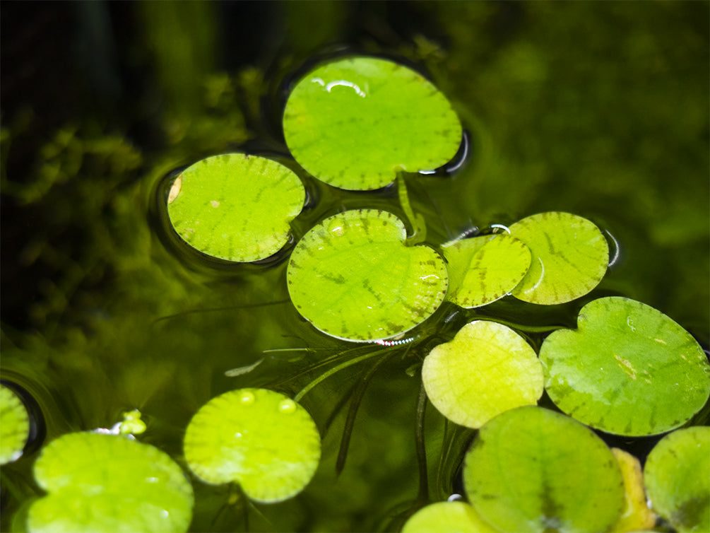 Locally Grown Tiger Striped Amazon Frogbit - Aquatic Arts on sale today ...