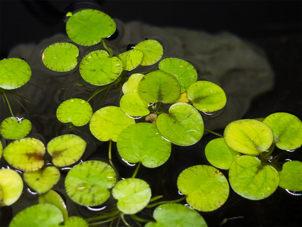 Locally Grown Tiger Striped Amazon Frogbit - Aquatic Arts on sale today ...