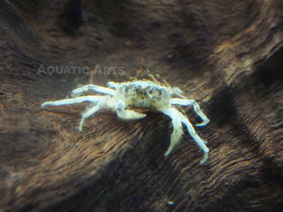 Thai Micro Crabs - Aquatic Arts