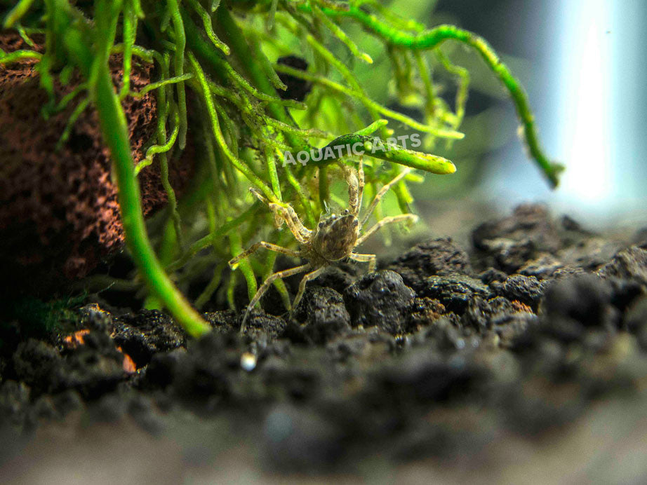 Thai Micro Crabs - Aquatic Arts
