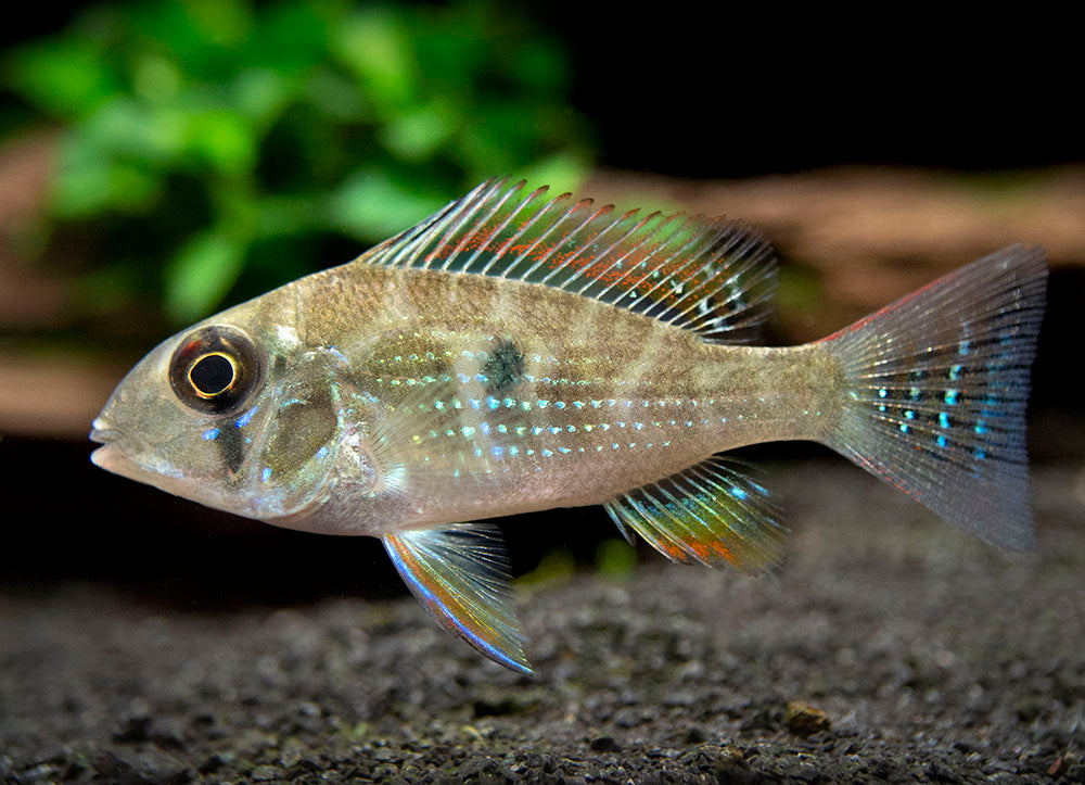 Threadfin Acara Cichlid (Acarichthys heckelii), Tank-Bred – Aquatic Arts