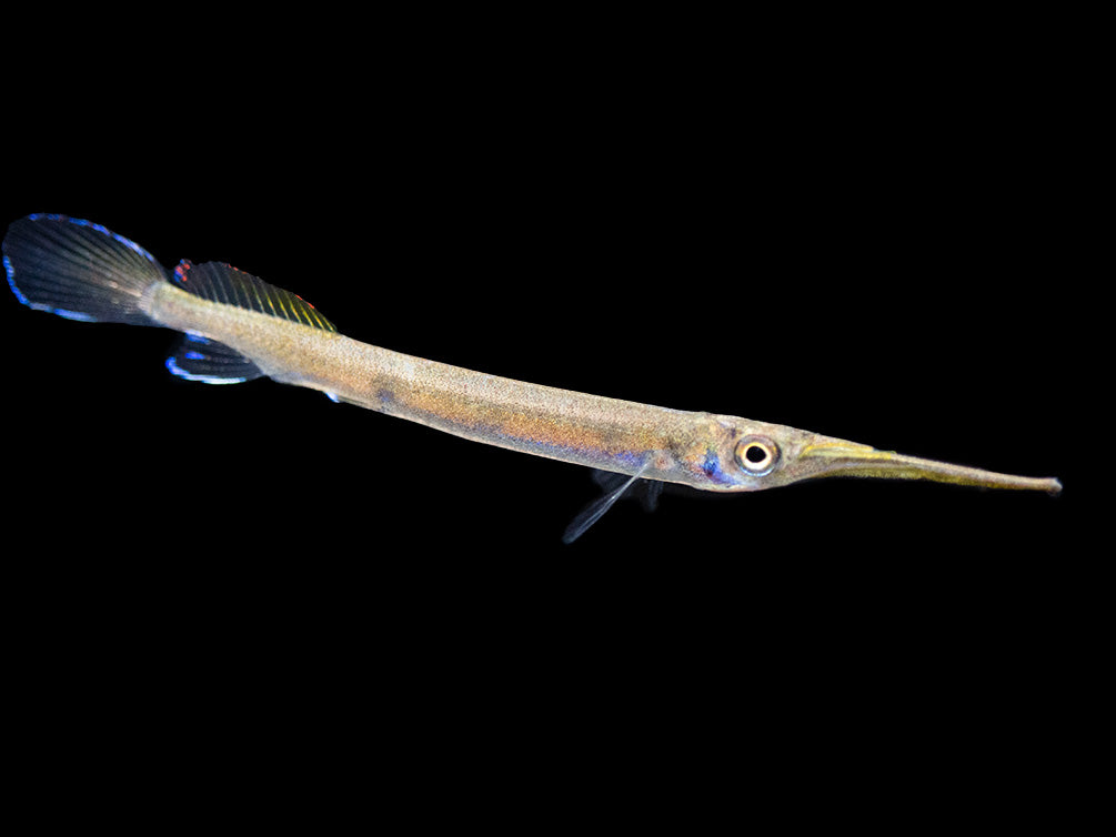 Three Spot Forest Halfbeak (Hemirhamphodon kuekenthali) - Aquatic Arts