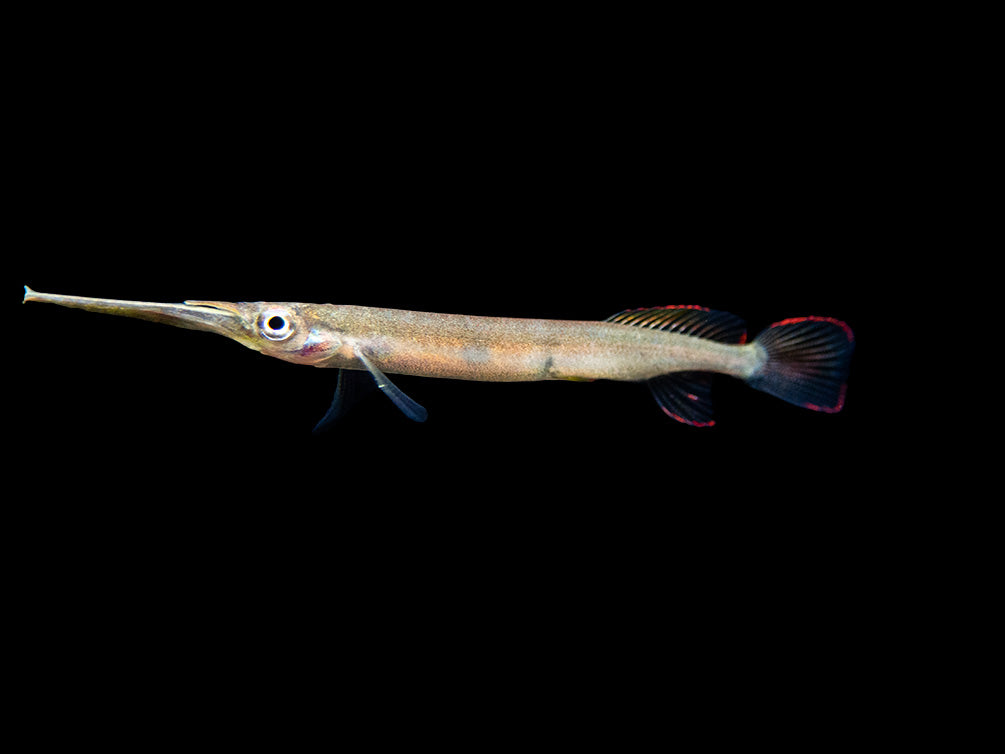 Three Spot Forest Halfbeak (Hemirhamphodon kuekenthali) - Aquatic Arts