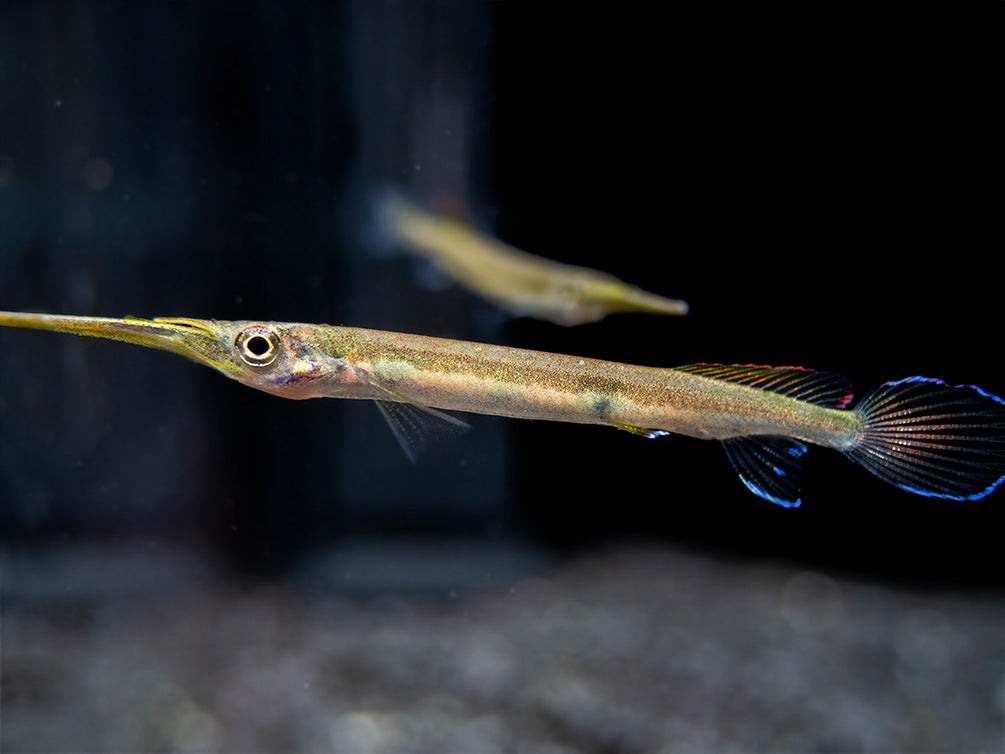 Three Spot Forest Halfbeak (Hemirhamphodon kuekenthali) - Aquatic Arts