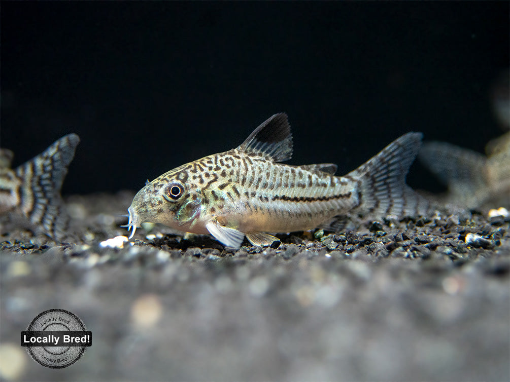 Threestripe Cory (Corydoras trilineatus), Locally Bred! - Aquatic Arts ...