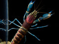 Thunderbolt Crayfish (Cherax pulcher) - Aquatic Arts