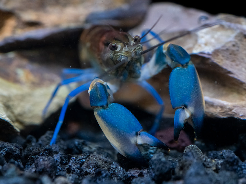 Thunderbolt Snakeskin Crayfish (C. pulcher x C. boesemani), Aquatic ...