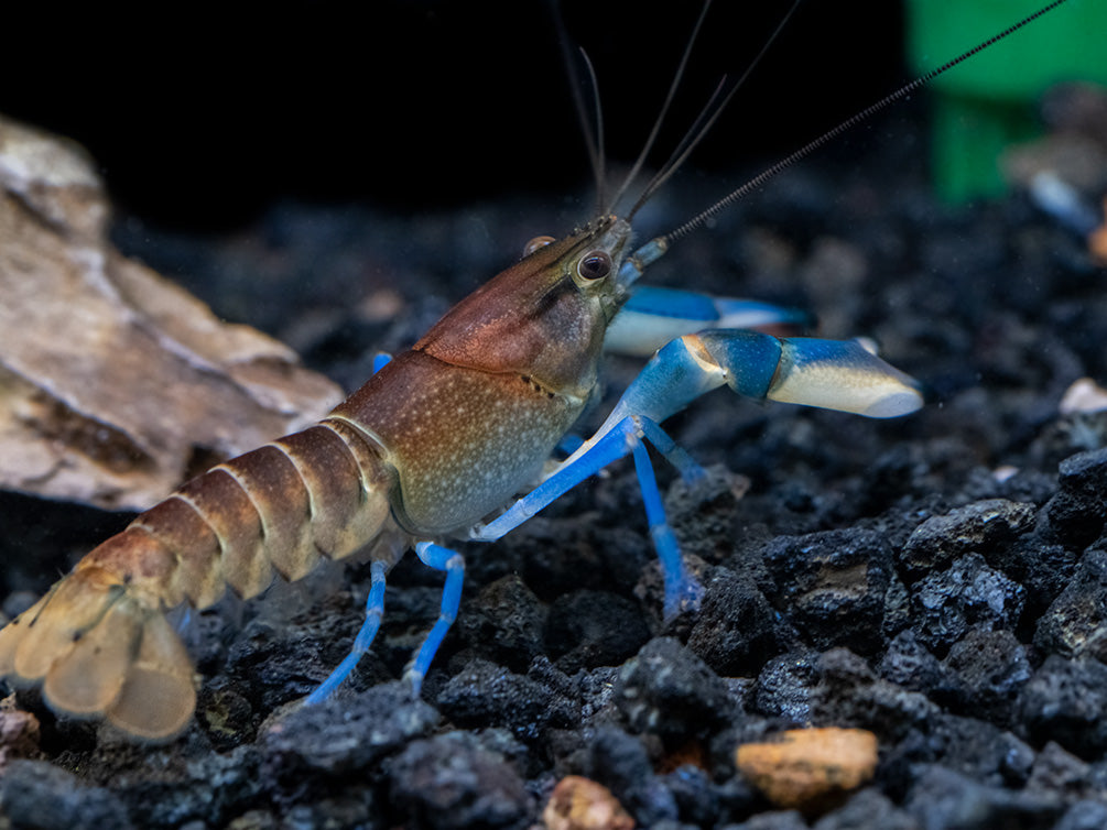 Thunderbolt Snakeskin Crayfish (C. pulcher x C. boesemani), Aquatic ...