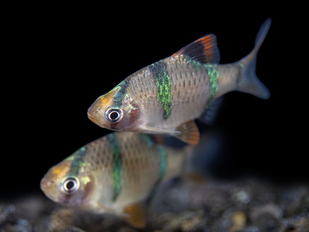 Barbs – Aquatic Arts