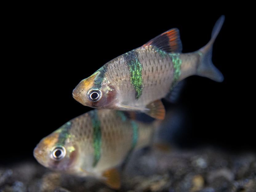 Barbs – Aquatic Arts