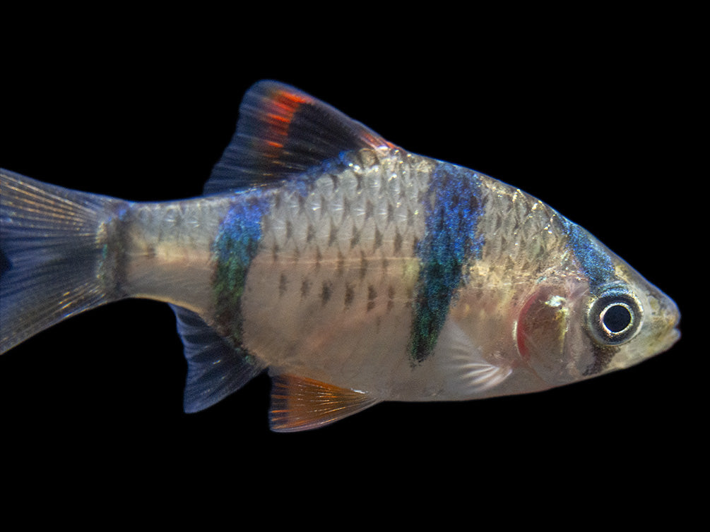 Barbs – Aquatic Arts