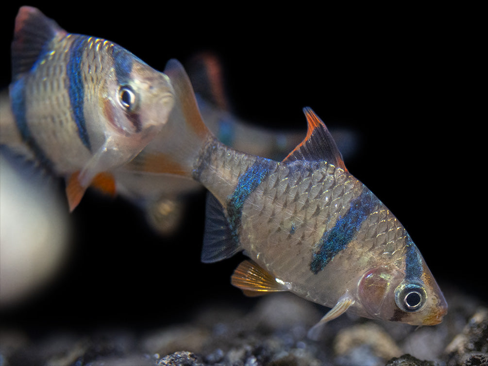 Barbs – Aquatic Arts