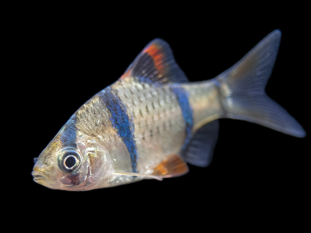 Barbs – Aquatic Arts