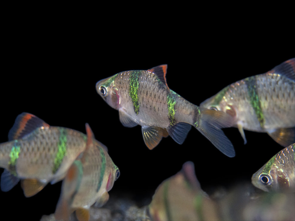 Barbs – Aquatic Arts