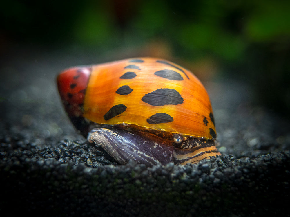 Tiger Nerite Snails - Aquatic Arts on sale today for $ 3.99