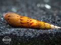 Tiger Spike Chopstick Snail (Stenomelania acutospira) - Aquatic Arts