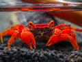 Tomato Vampire Crab (Geosesarma sp.) - Aquatic Arts