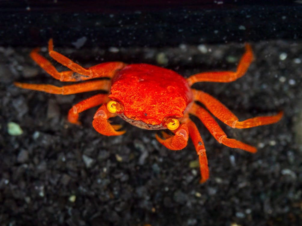 Tomato Vampire Crab (Geosesarma sp.) - Aquatic Arts on sale today for ...