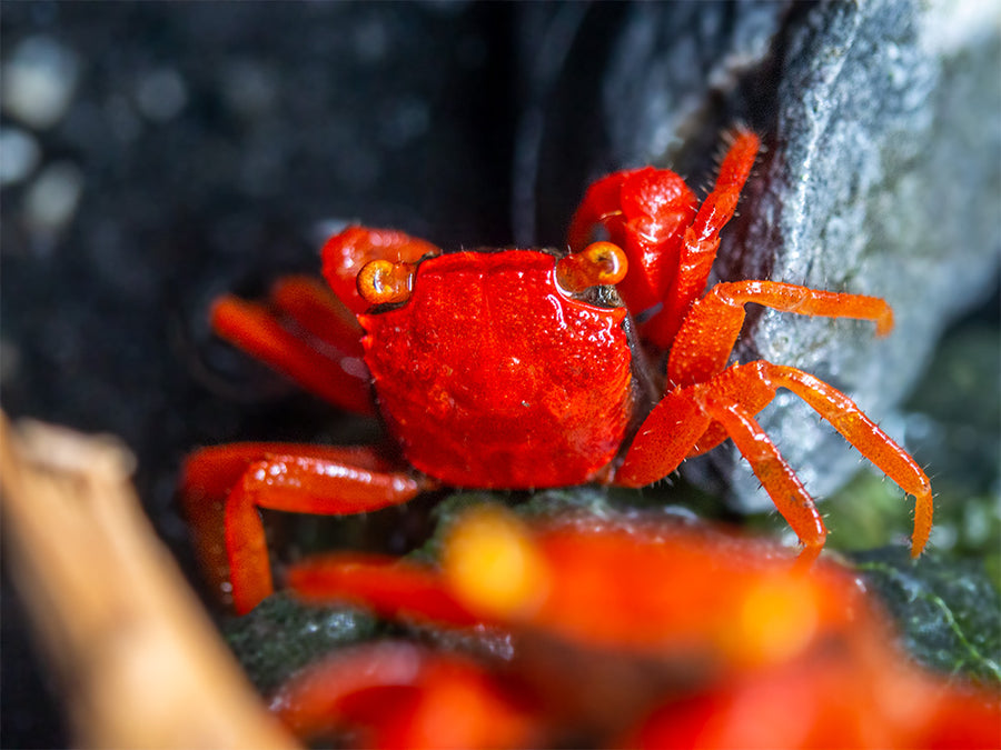 Tomato Vampire Crab (Geosesarma sp.) - Aquatic Arts