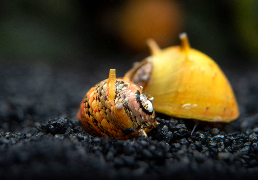 Three-Color Thorn/Horn Nerite Snail (Clithon corona/diadema) – Aquatic Arts