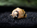Three-Color Thorn/Horn Nerite Snail (Clithon corona/diadema) – Aquatic Arts