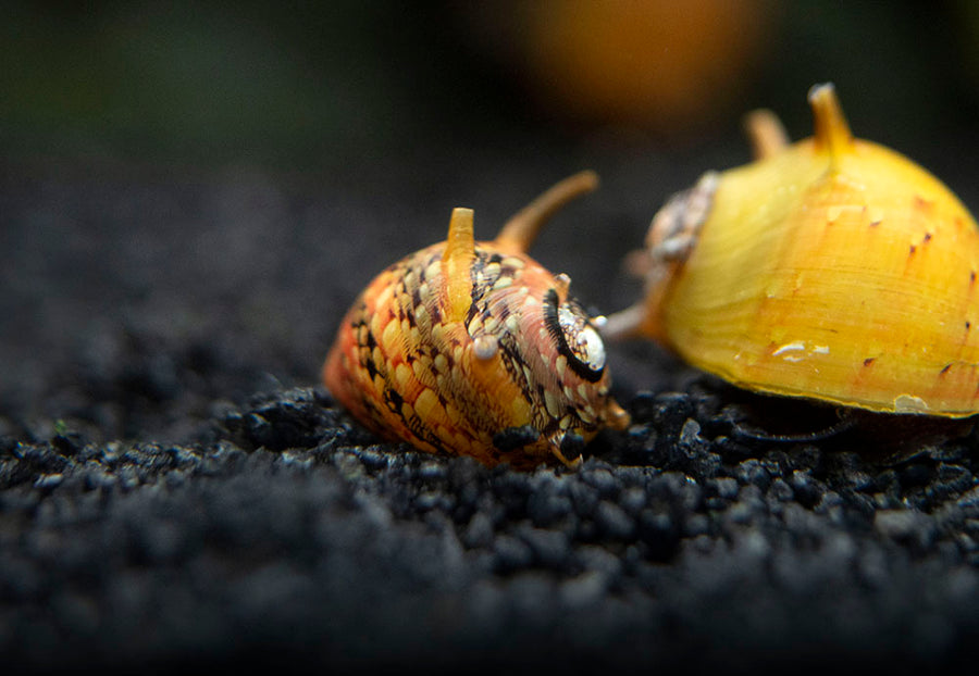 Three-Color Thorn/Horn Nerite Snail (Clithon corona/diadema) – Aquatic Arts
