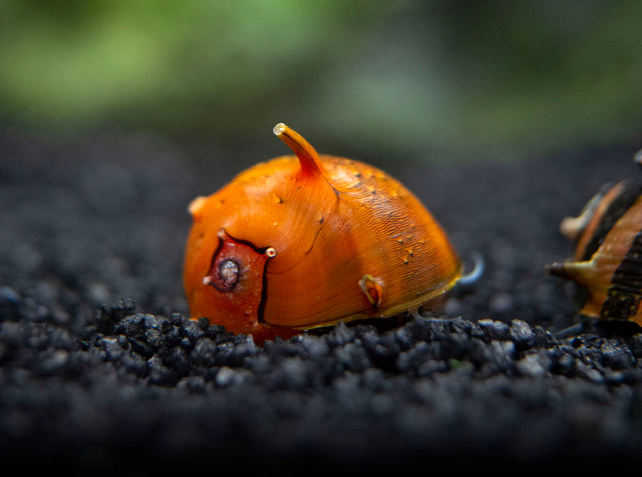 Three-Color Thorn/Horn Nerite Snail (Clithon corona/diadema) – Aquatic Arts