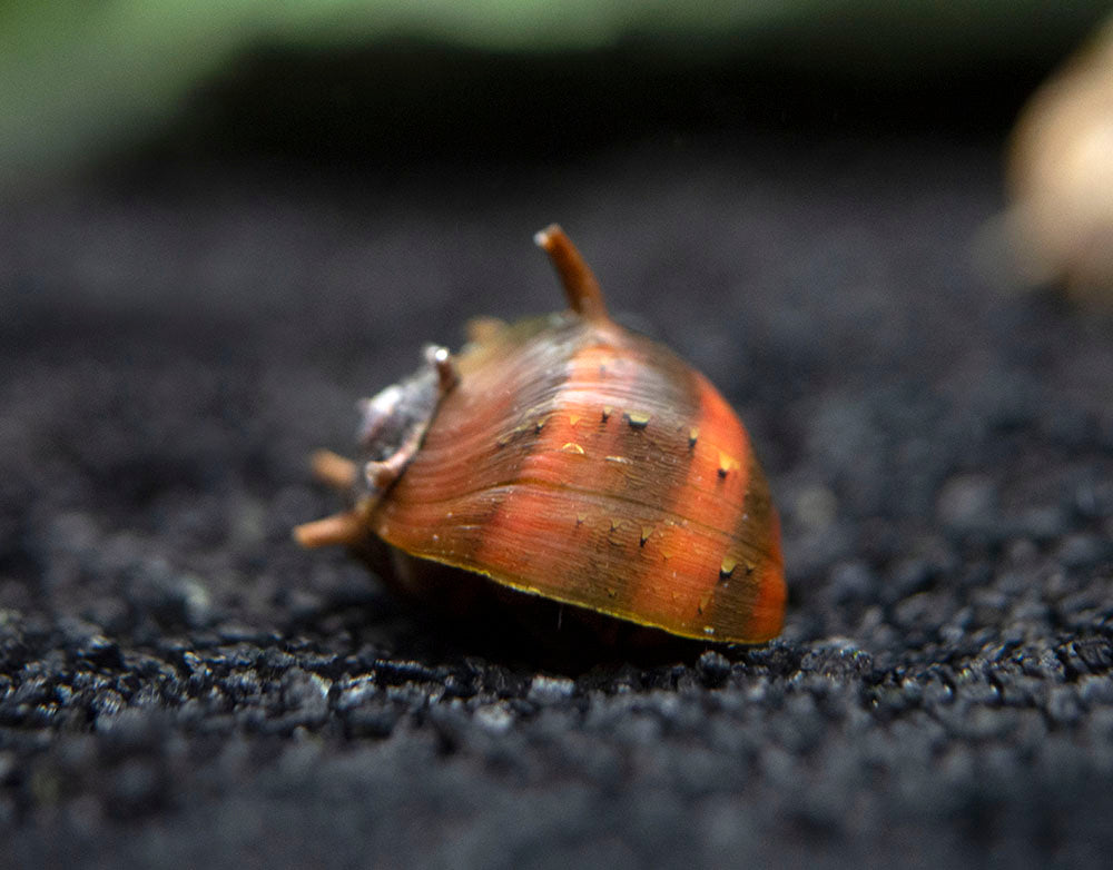 Three-Color Thorn/Horn Nerite Snail (Clithon corona/diadema) on sale ...